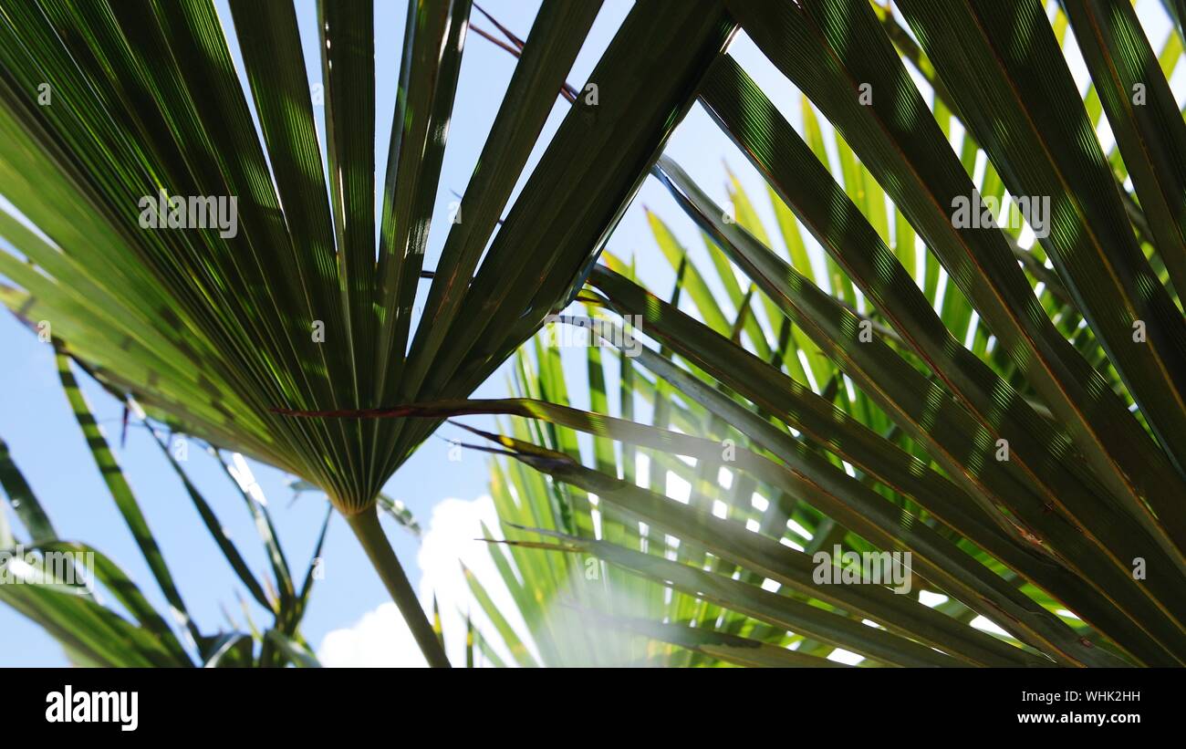 Green Spiky Palm Leaves High Resolution Stock Photography and Images ...