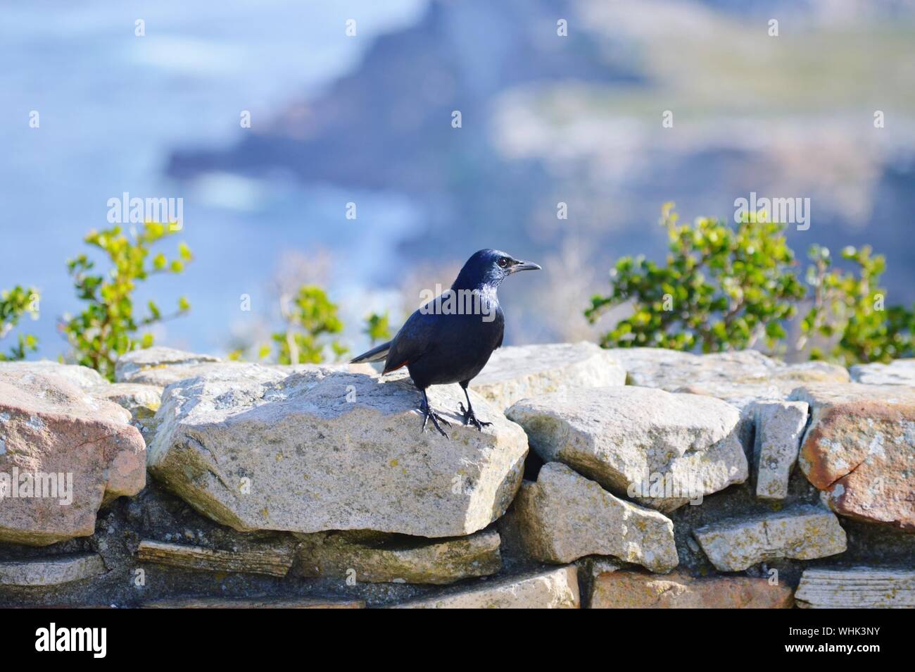 Wall Of The Crow High Resolution Stock Photography and Images - Alamy