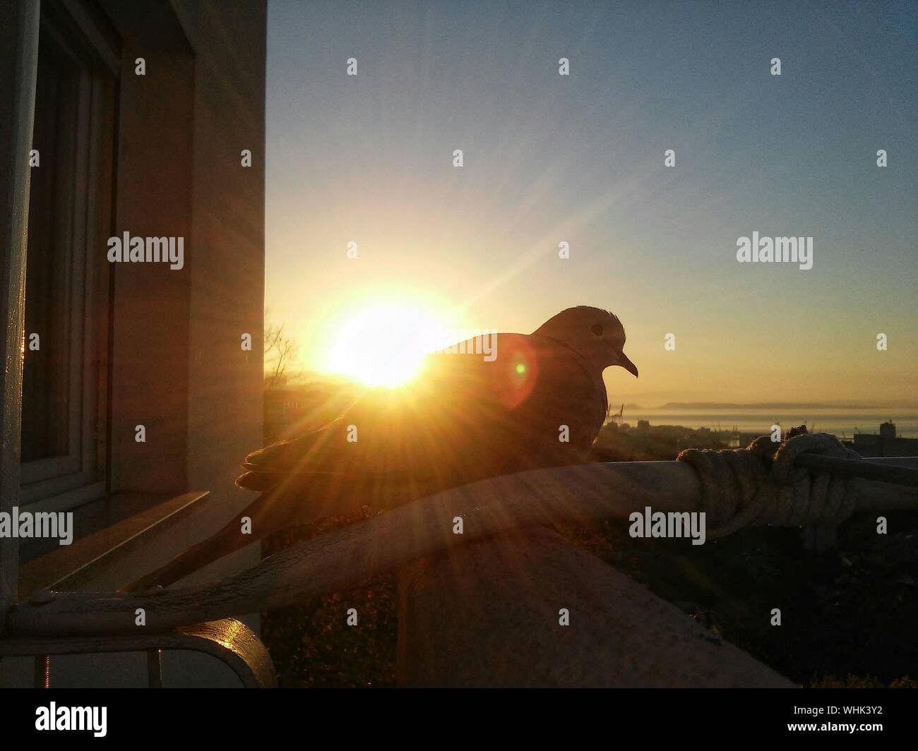 Side View Of A Bird Against Sunset Stock Photo - Alamy