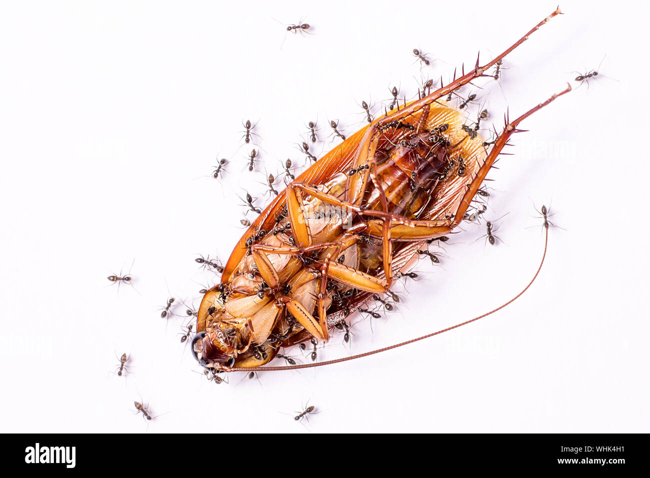 Dead ants Cut Out Stock Images & Pictures - Alamy