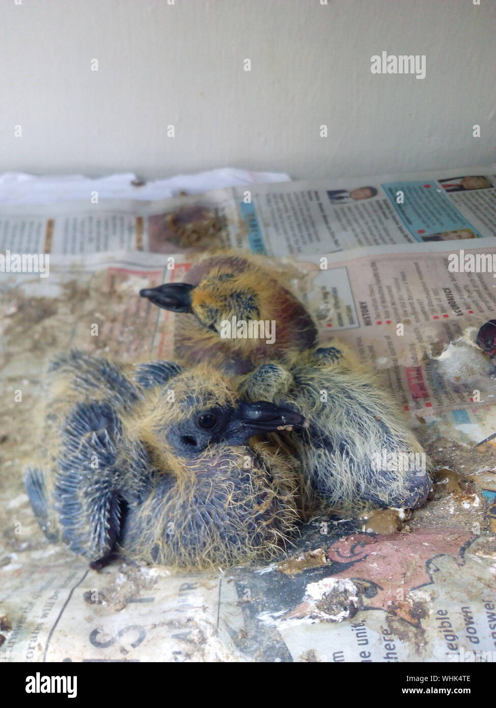 Newspaper Birds High Resolution Stock Photography and Images - Alamy