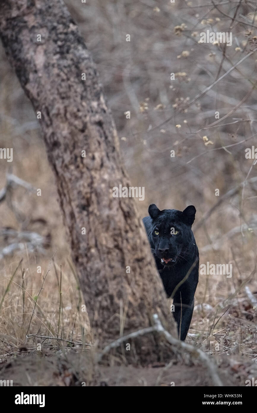 Black Panther Tree High Resolution Stock Photography and Images - Alamy
