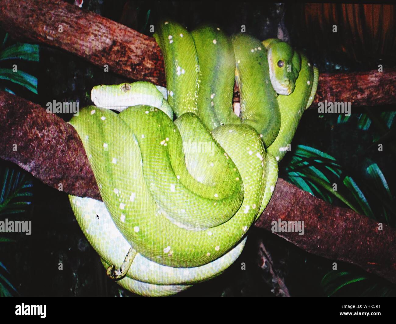 Snakes hanging hi-res stock photography and images - Alamy