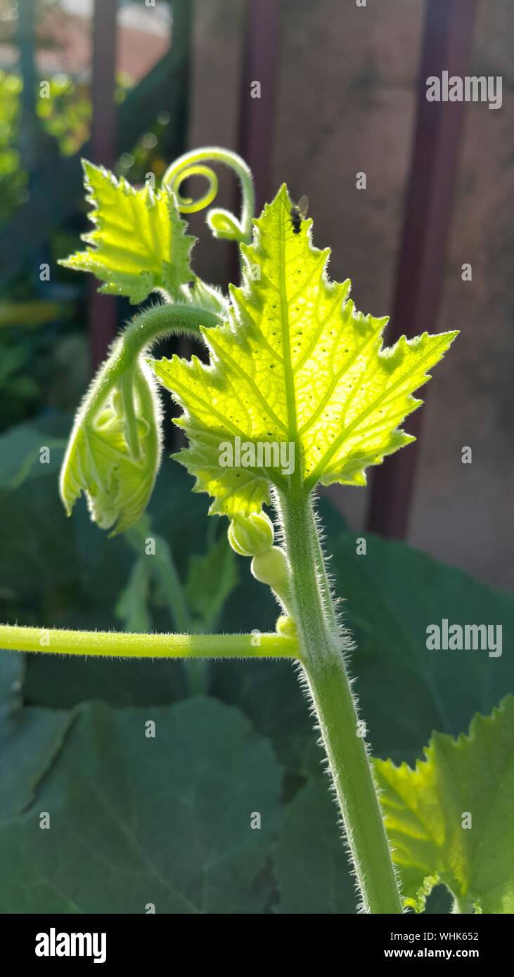 Curled front hi-res stock photography and images - Alamy