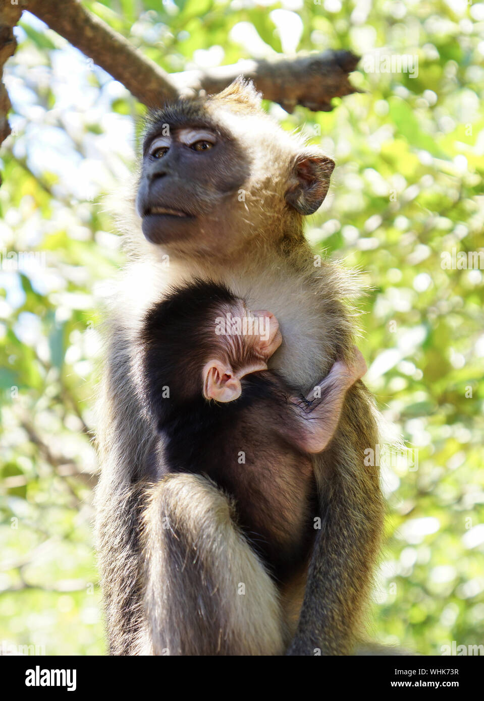 Mother and infant monkey hi-res stock photography and images - Alamy