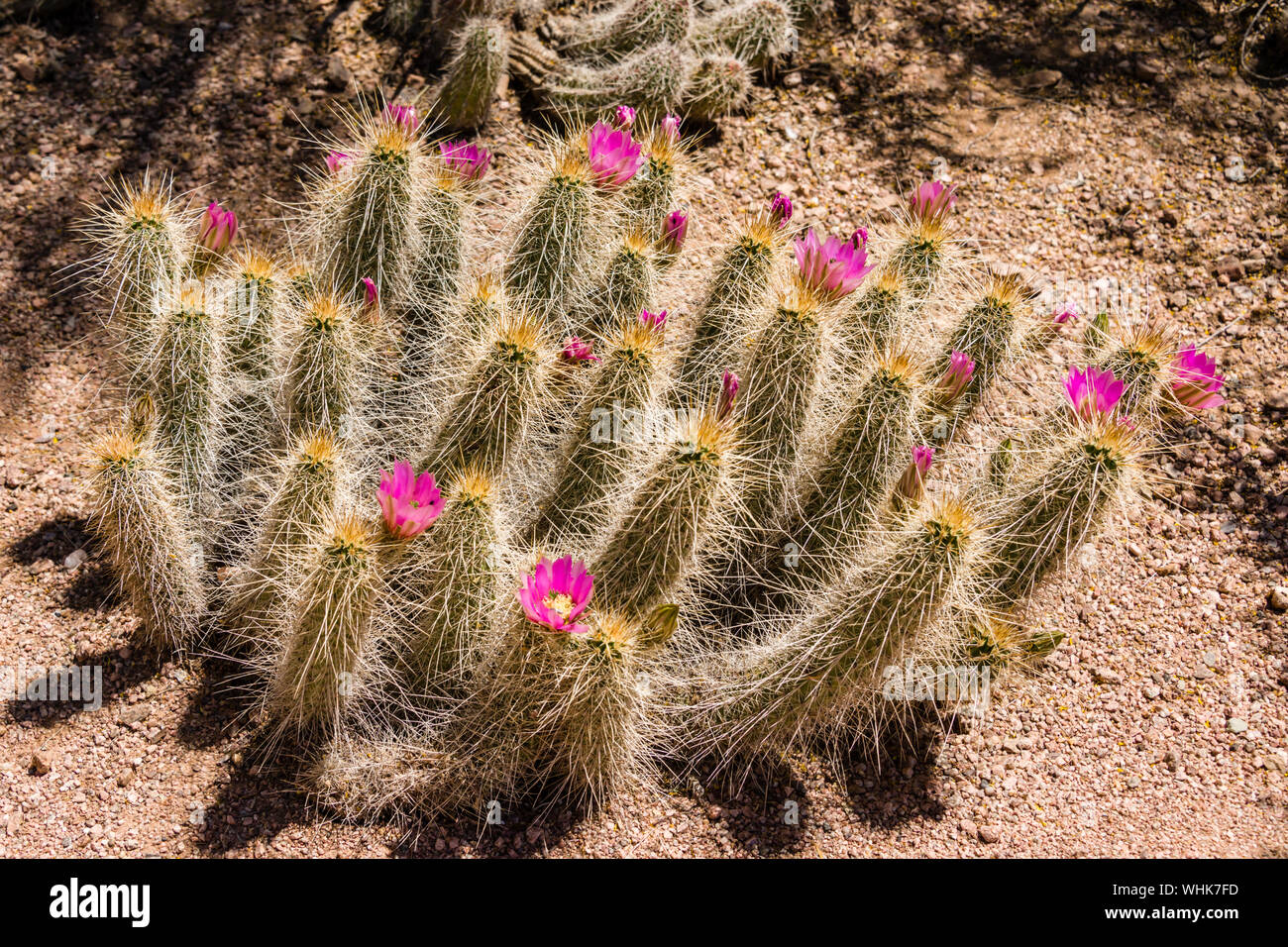 Desert Botanical Cactus Flowers Stock Photo - Alamy