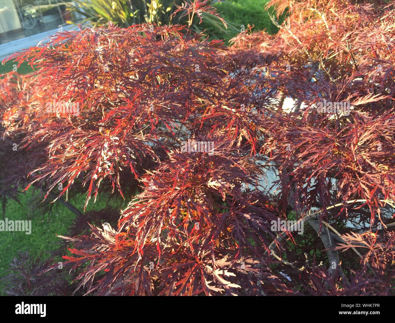 Maroon leaves hi-res stock photography and images - Alamy