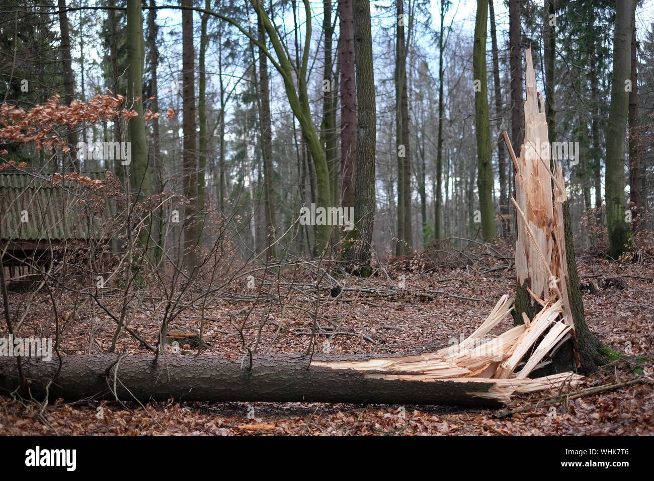 Damaged tree forest wood nature hi-res stock photography and images - Alamy