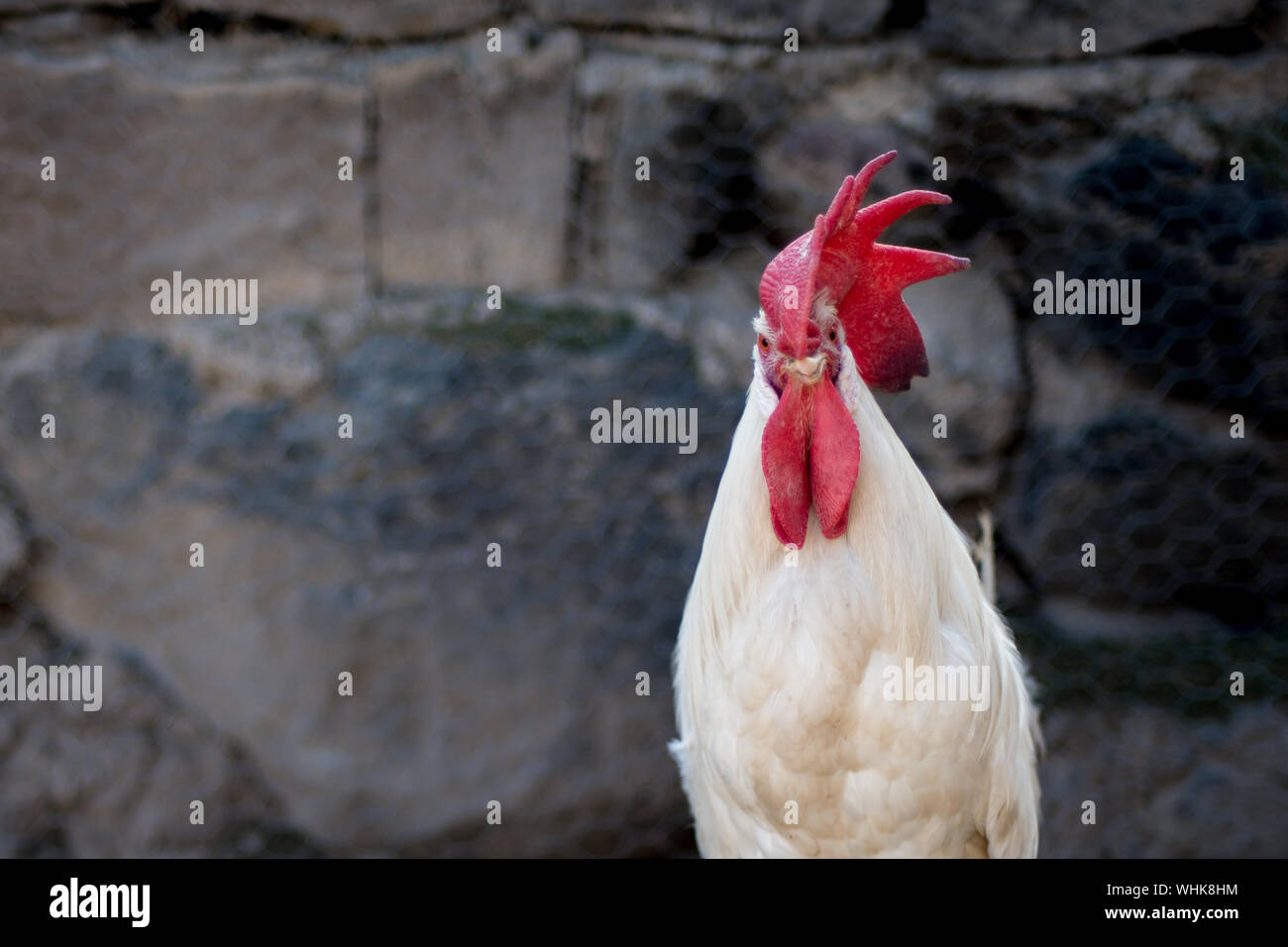 Rooster front view hi-res stock photography and images - Alamy
