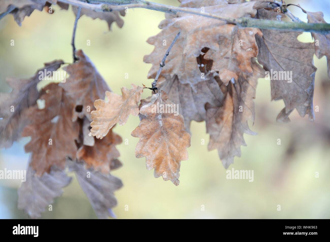 Oak Tree Branch High Resolution Stock Photography and Images - Alamy