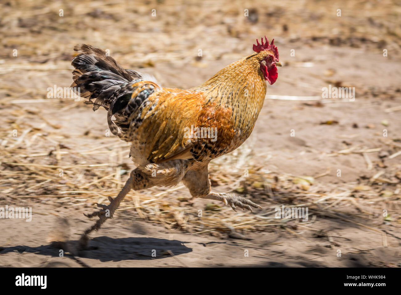 Running chicken hi-res stock photography and images - Alamy