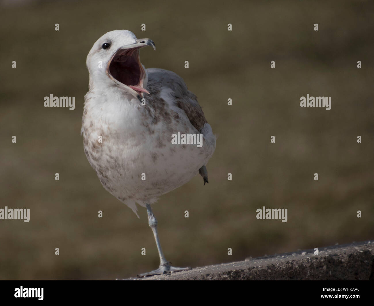 Bird Open Mouth High Resolution Stock Photography and Images - Alamy