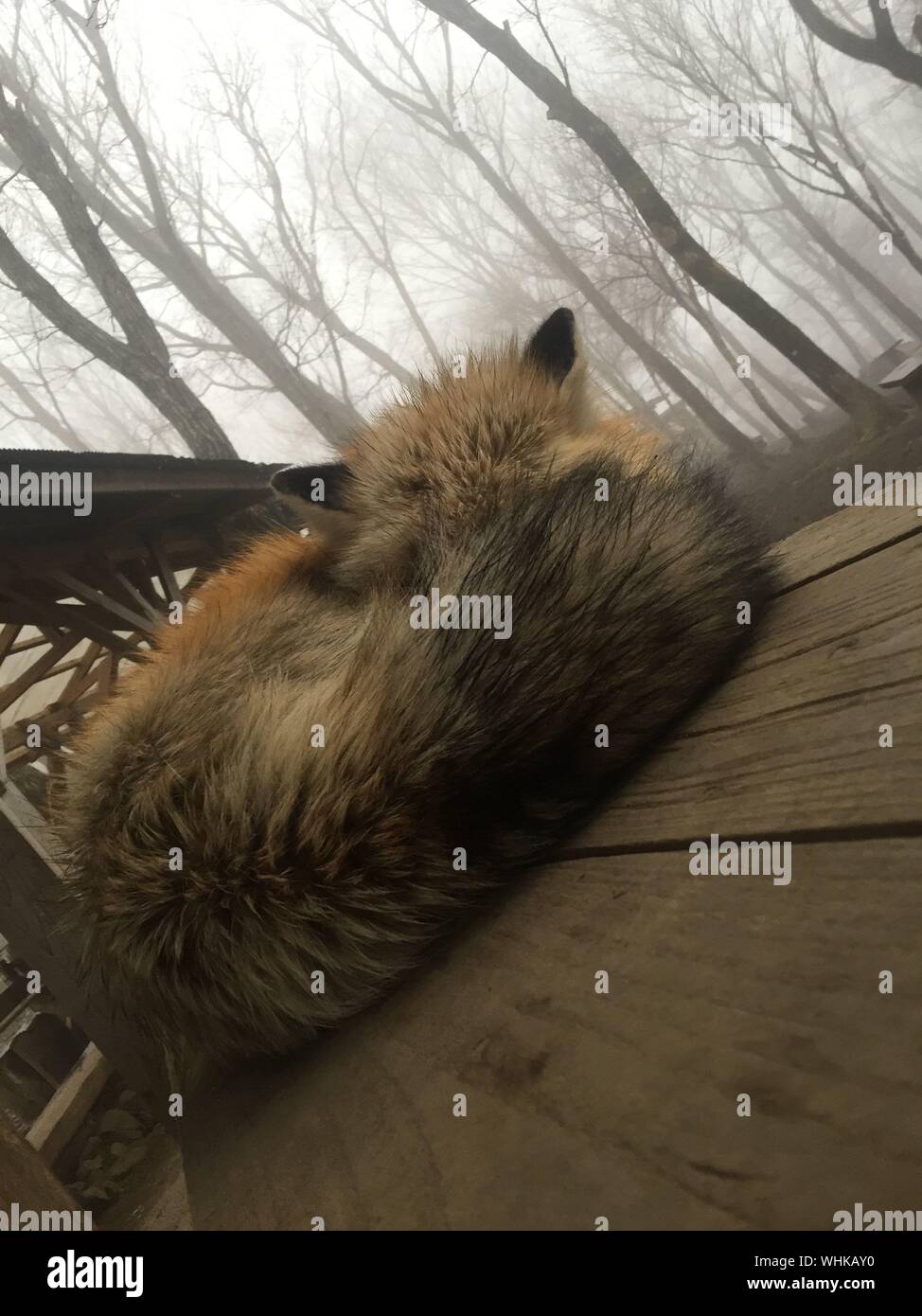 Fox side view animal hi-res stock photography and images - Alamy