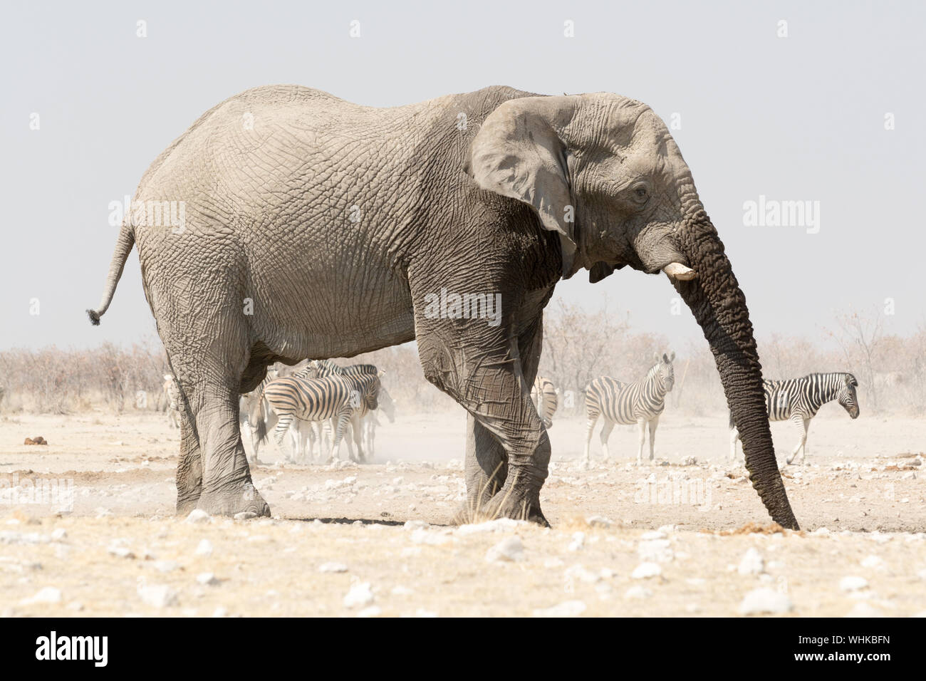 Side angle view elephant hi-res stock photography and images - Alamy