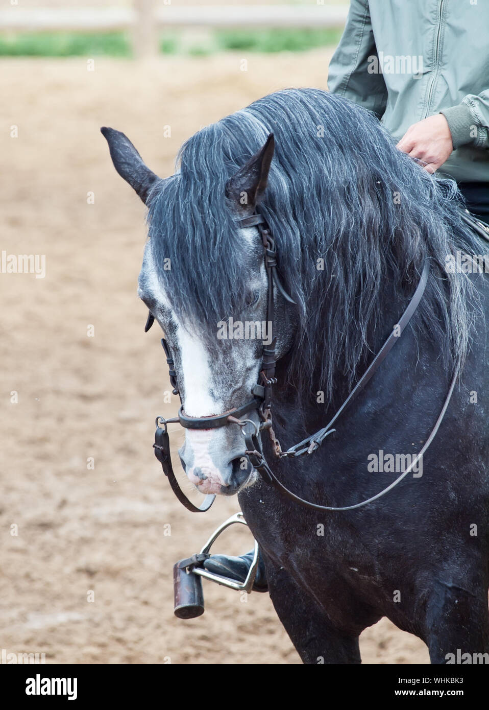 Jockey man horse hi-res stock photography and images - Alamy