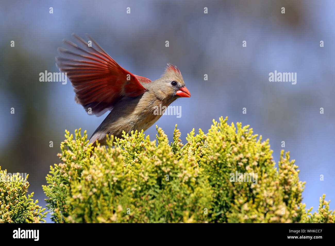 Flying cardinal hi-res stock photography and images - Alamy