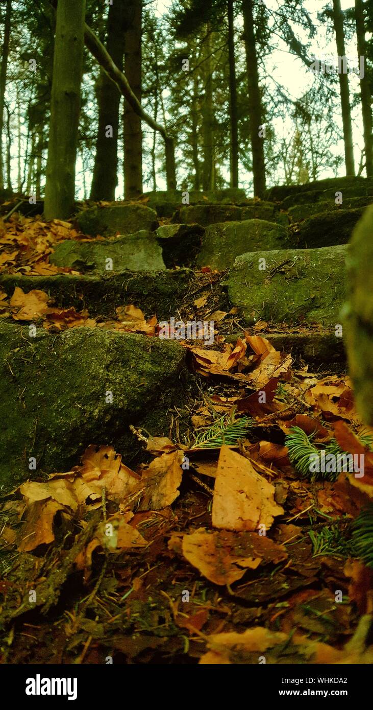 Forgiveness tree hi-res stock photography and images - Alamy