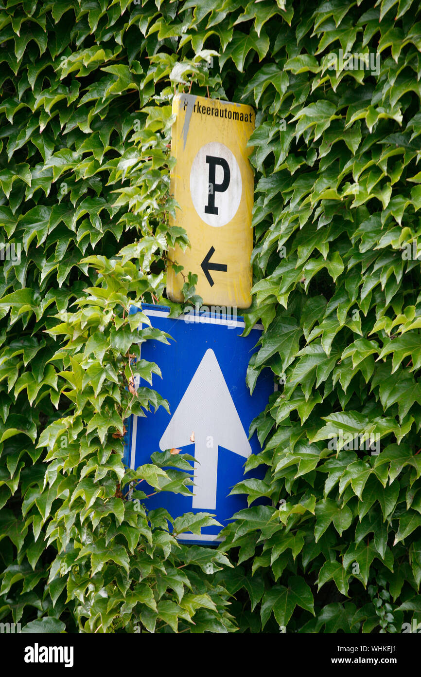The ivy sign hi-res stock photography and images - Alamy