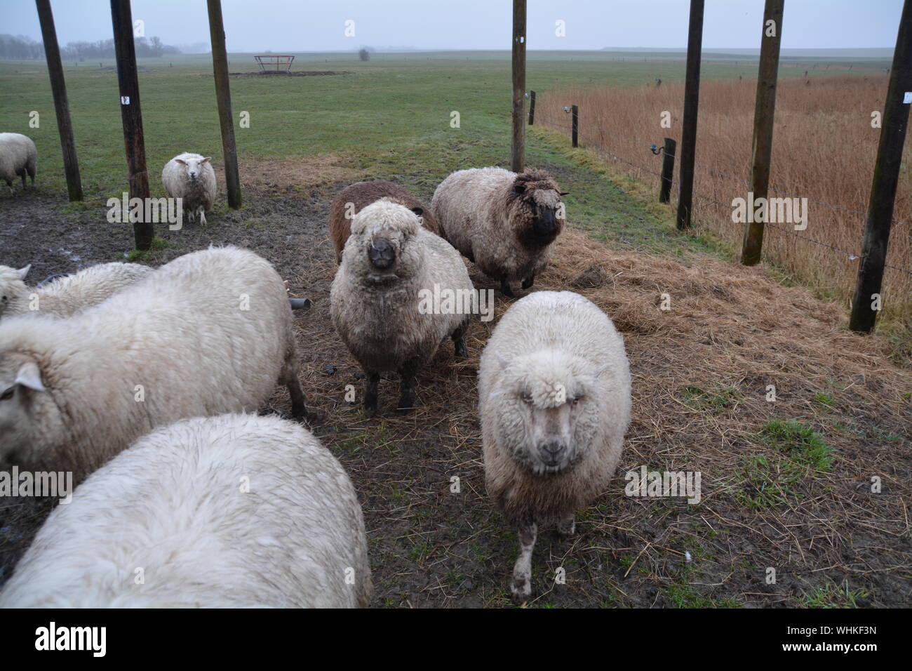 Flock Of Sheep In Farm Stock Photo - Alamy