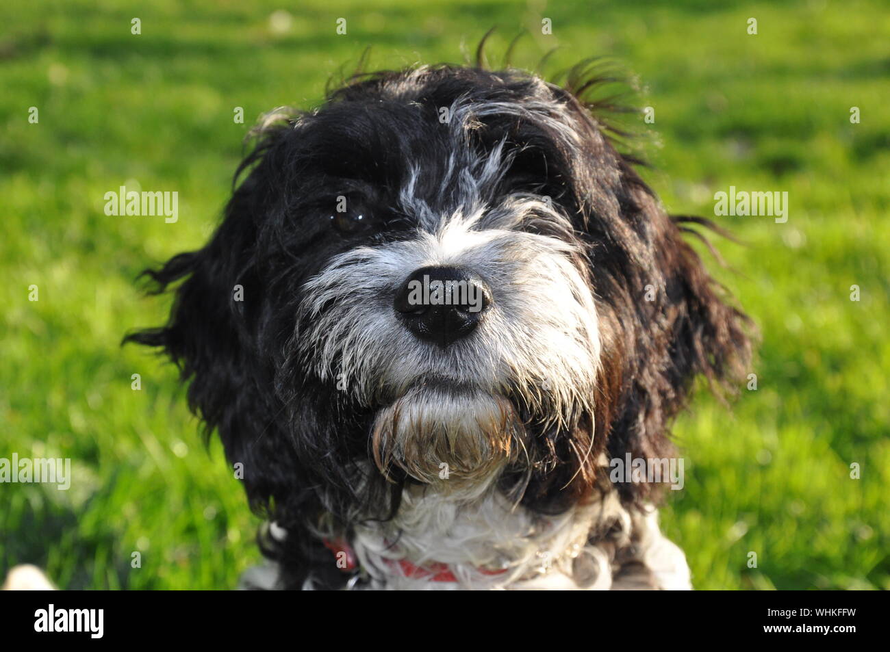 Cockapoo looking up hi-res stock photography and images - Alamy