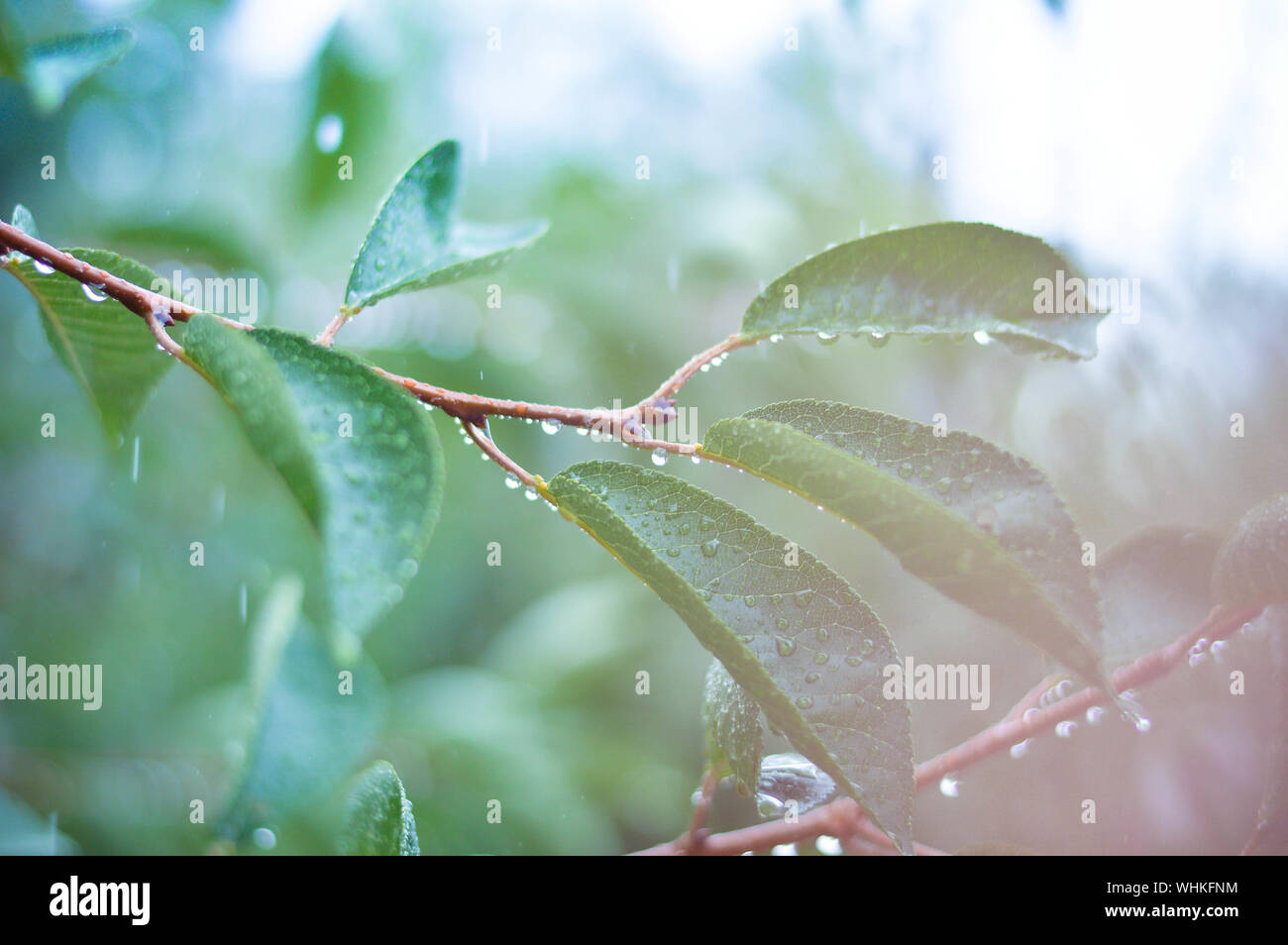 Tree branches in water hi-res stock photography and images - Alamy