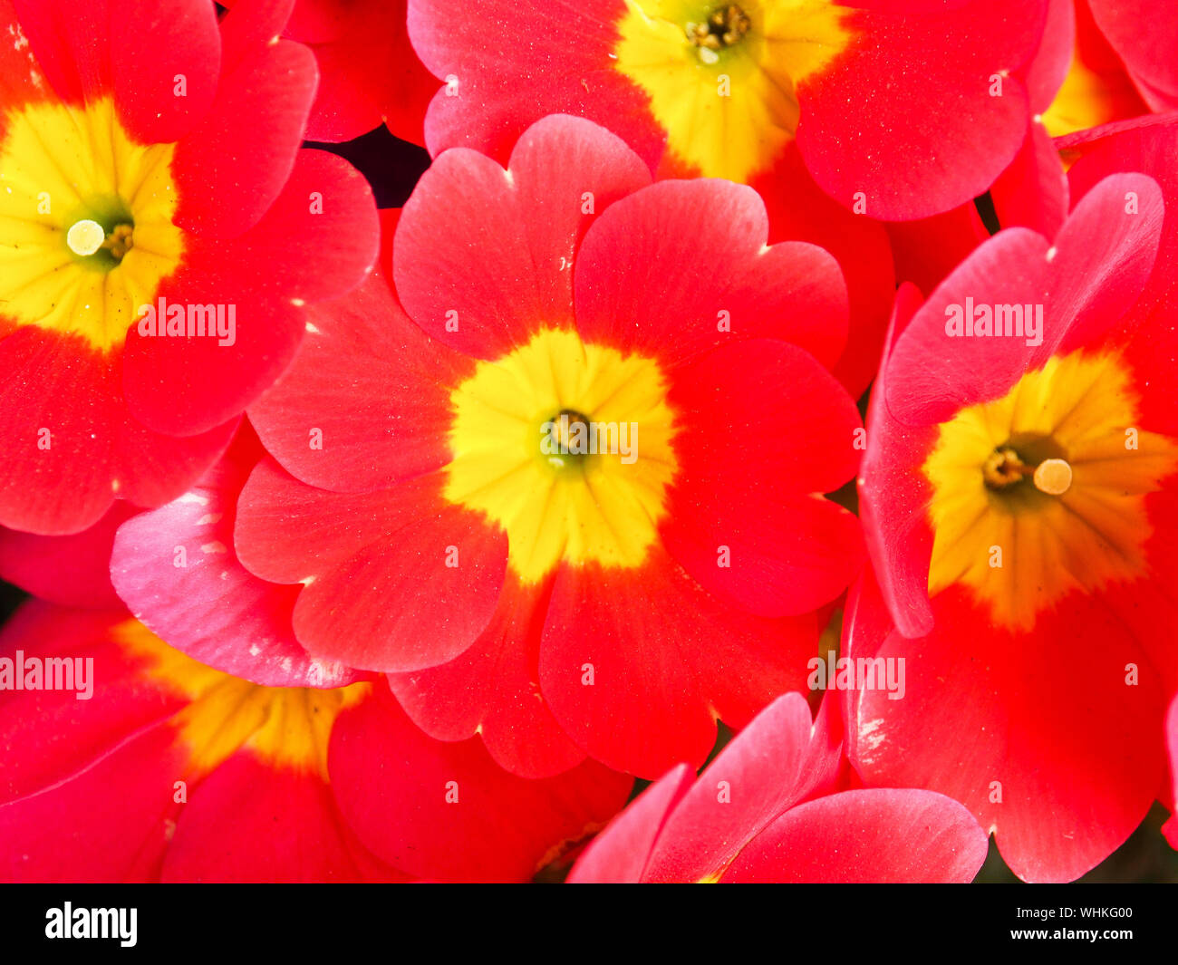 Primrose in full bloom hi-res stock photography and images - Alamy