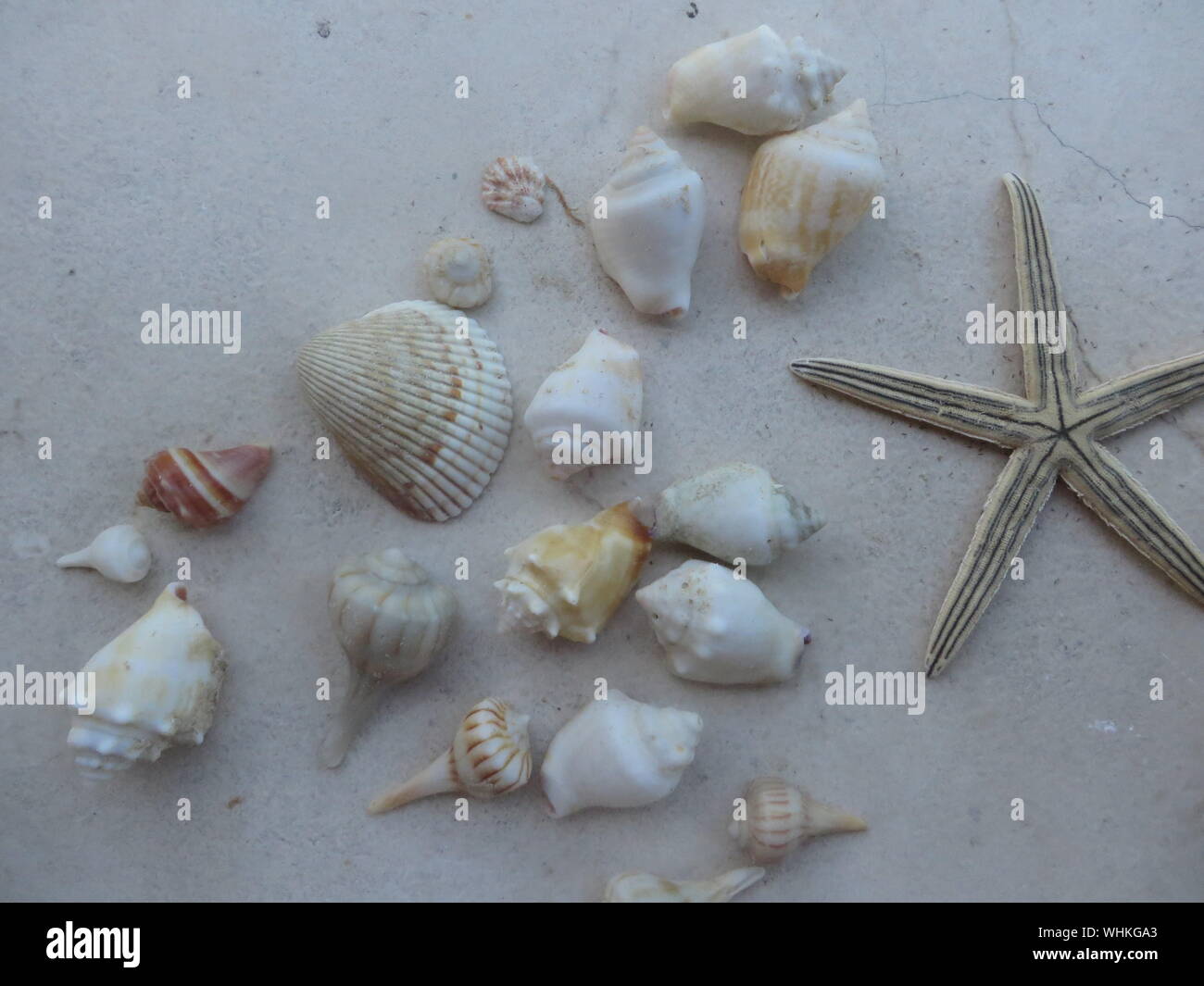 Death starfish hi-res stock photography and images - Alamy