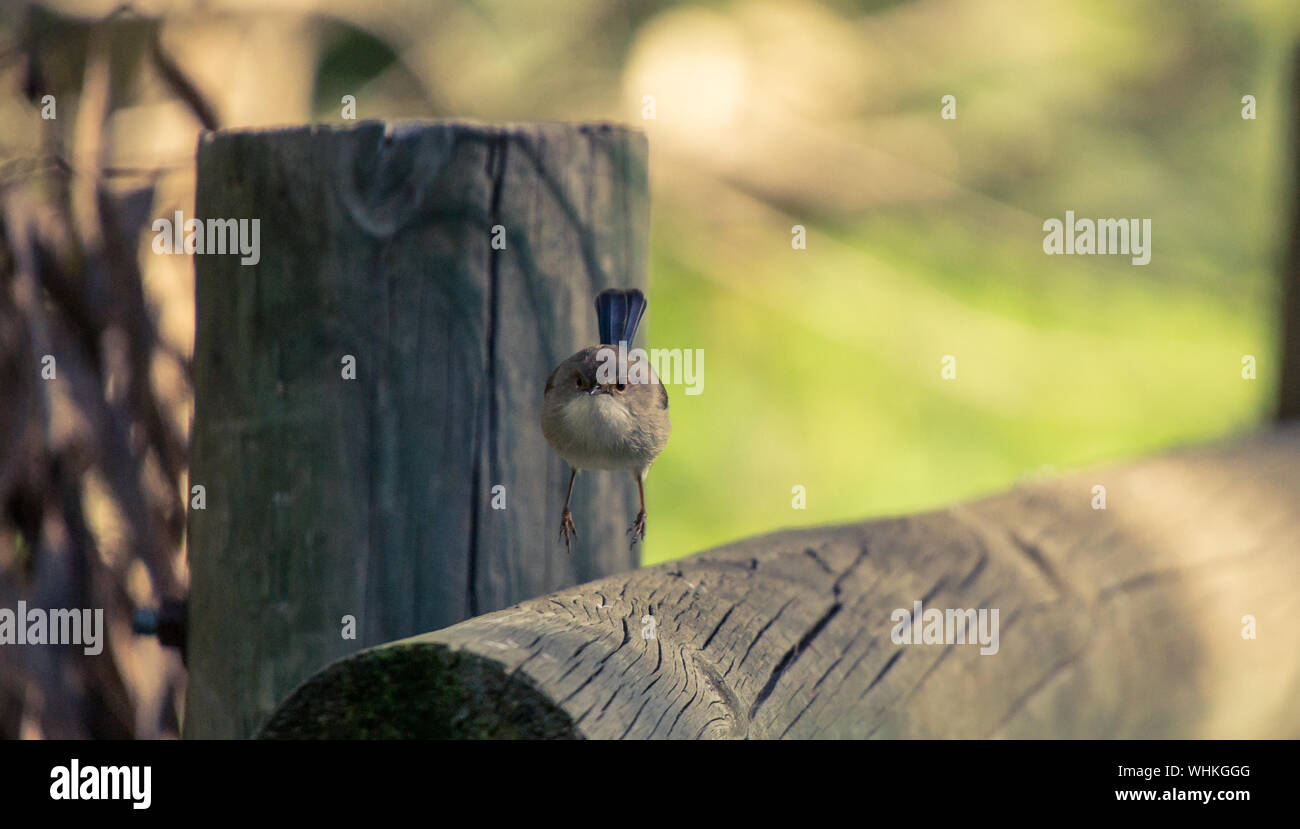Fairy wren hi-res stock photography and images - Alamy
