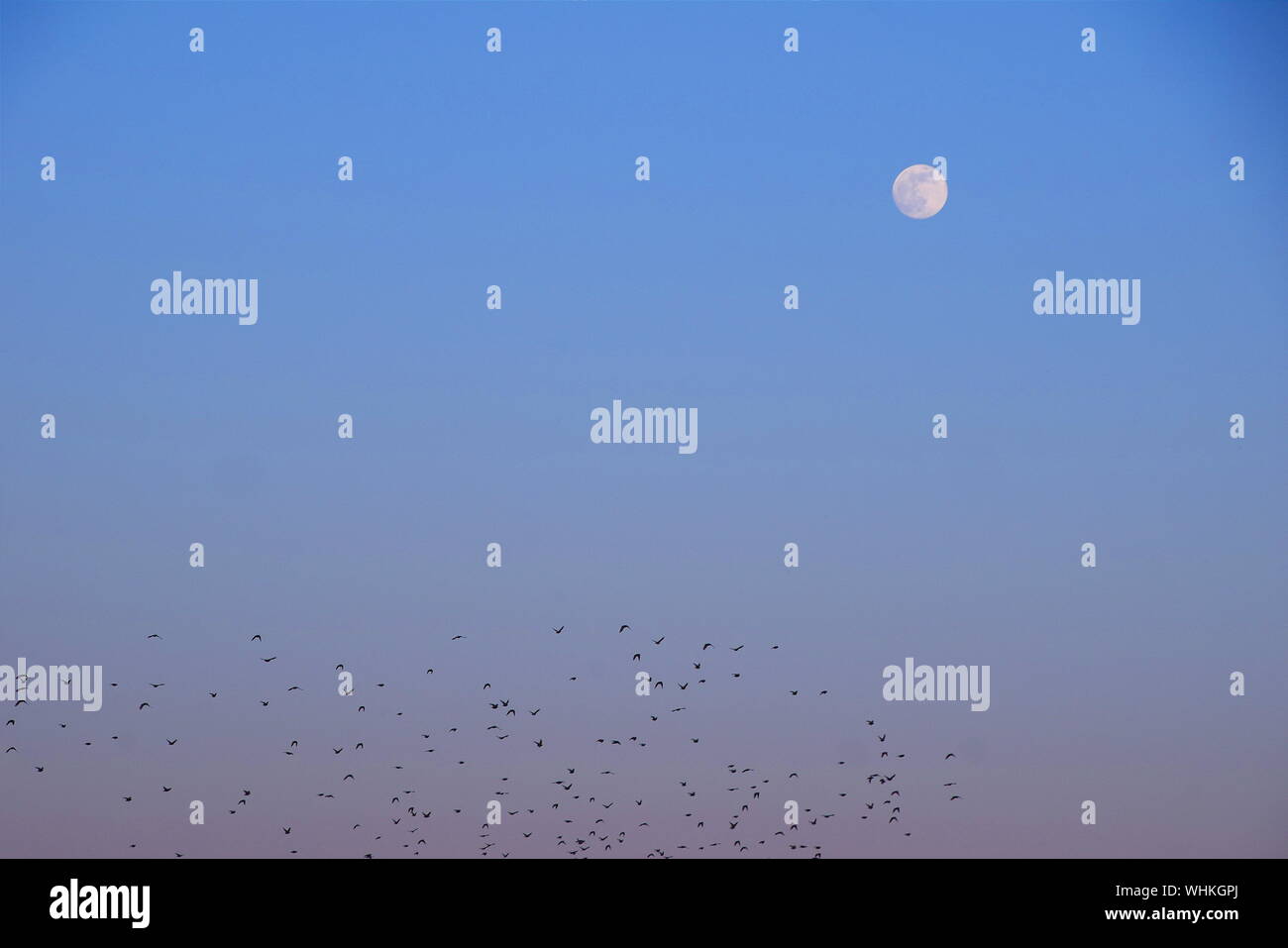 Moon birds hi-res stock photography and images - Alamy