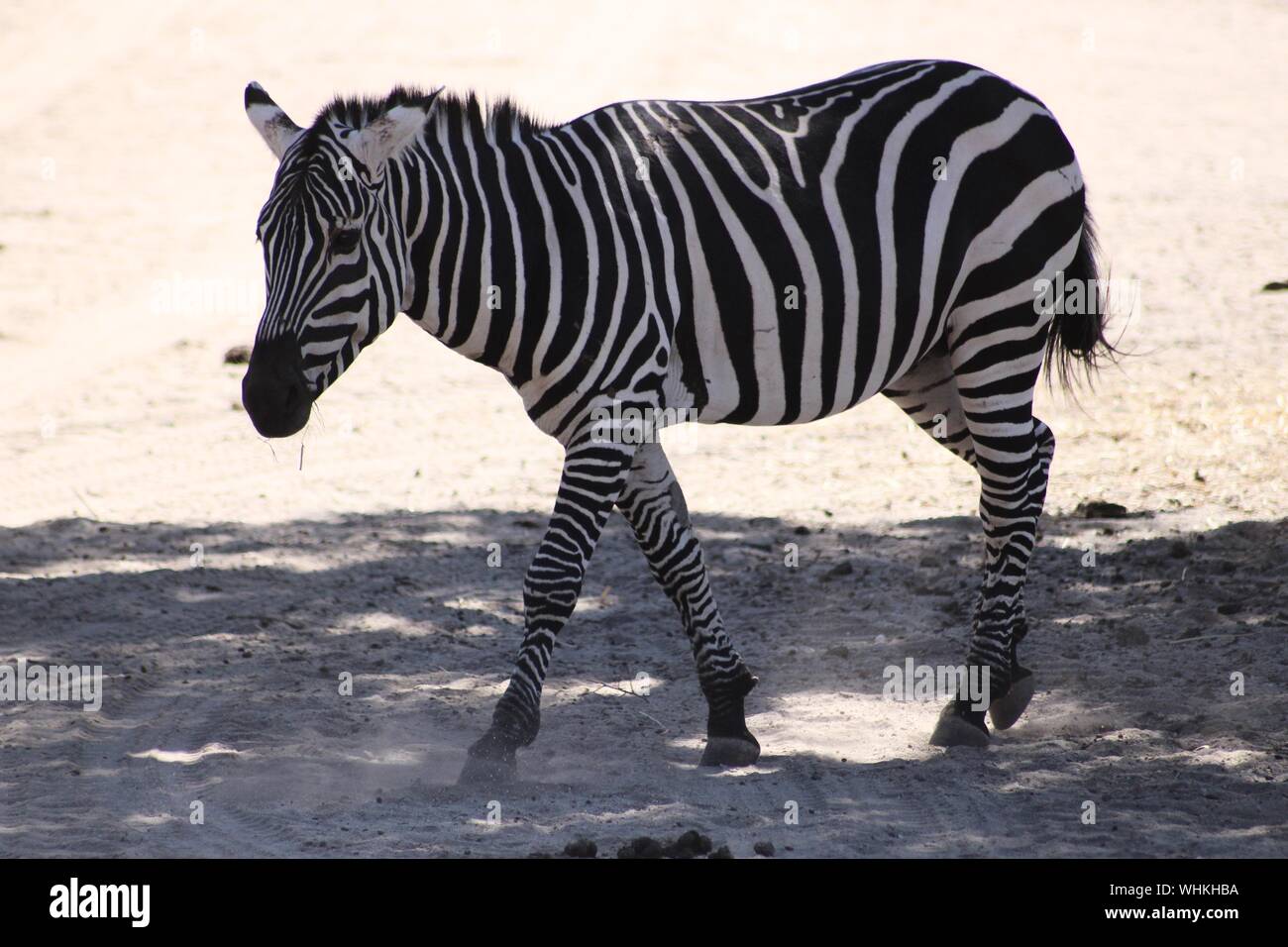 Side road zebra hi-res stock photography and images - Alamy