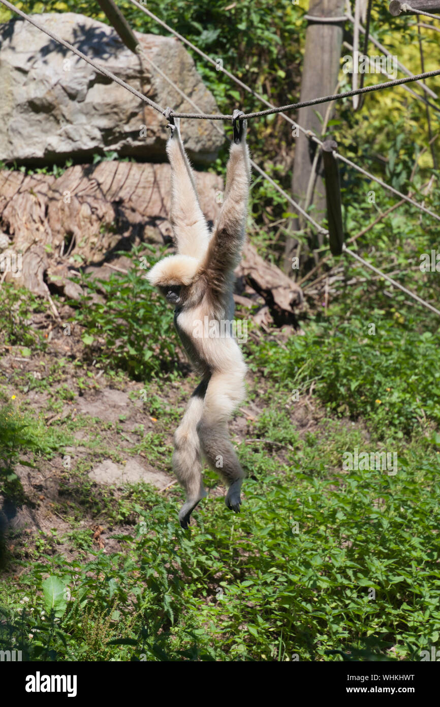 Monkey hanging from hi-res stock photography and images - Alamy