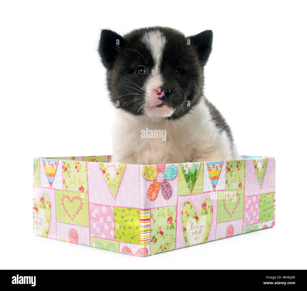 Puppy In Box High Resolution Stock Photography and Images - Alamy