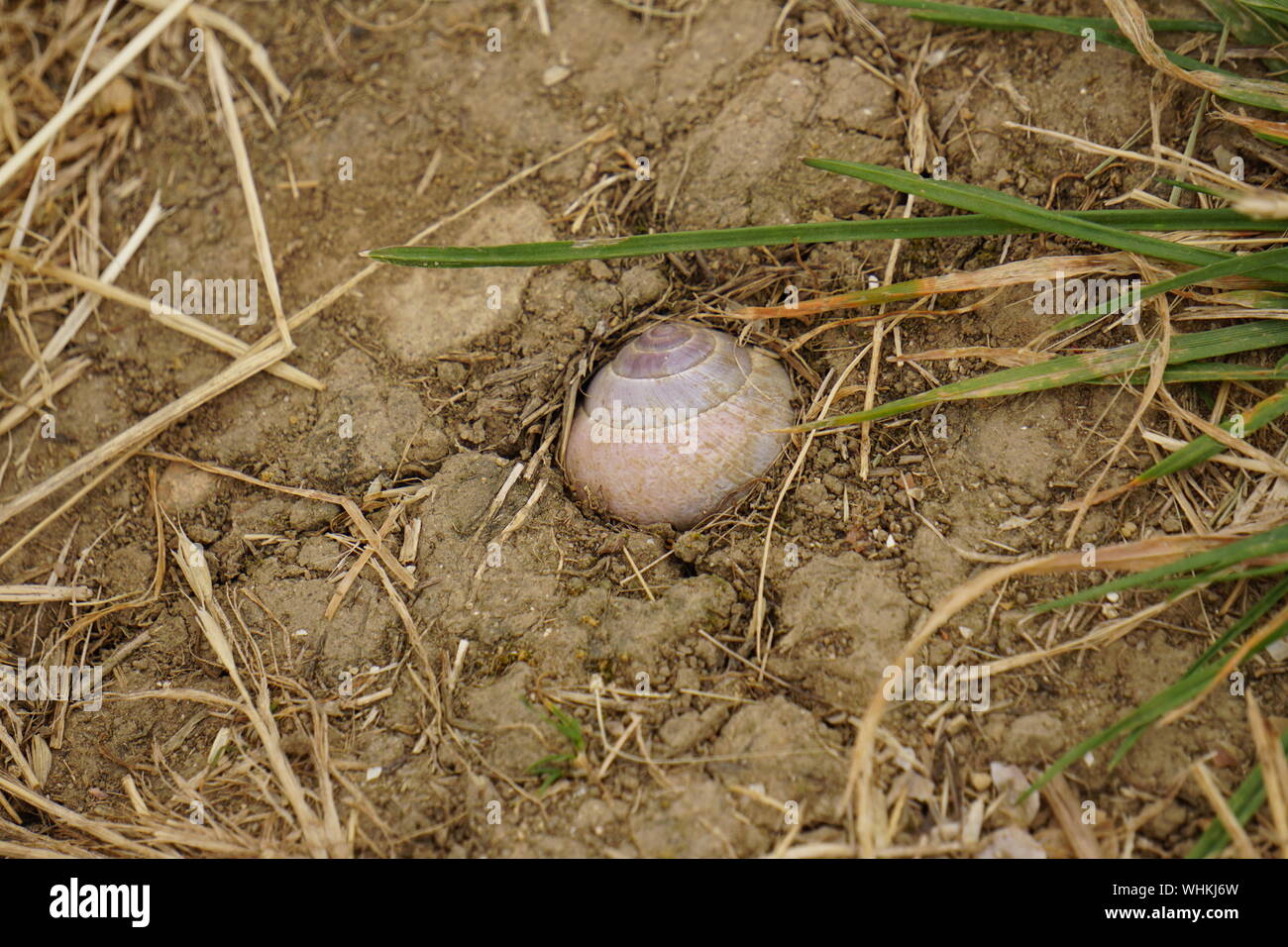 Shell animal body part hi-res stock photography and images - Alamy