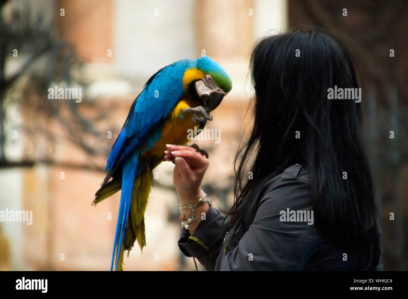 The real macaw hi-res stock photography and images - Alamy