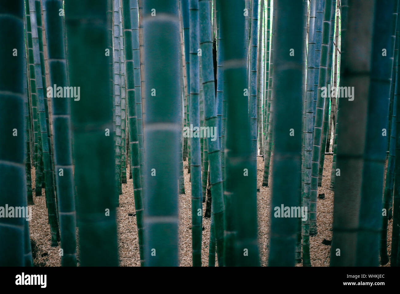 Grove close hi-res stock photography and images - Alamy