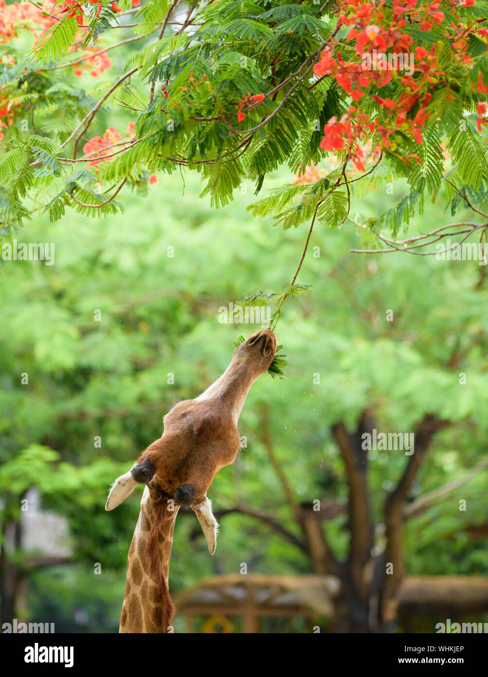 Giraffe eating tree hi-res stock photography and images - Alamy