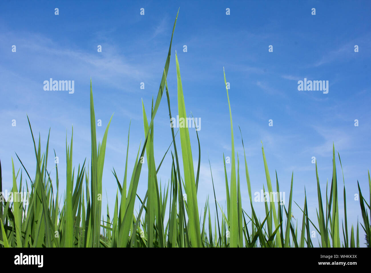 Blue grass field hi-res stock photography and images - Alamy