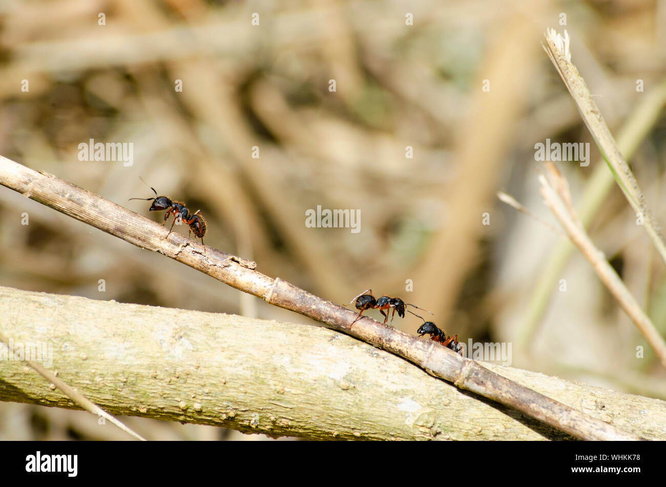 A group of camponotus rufipes, a common type of south american ants ...
