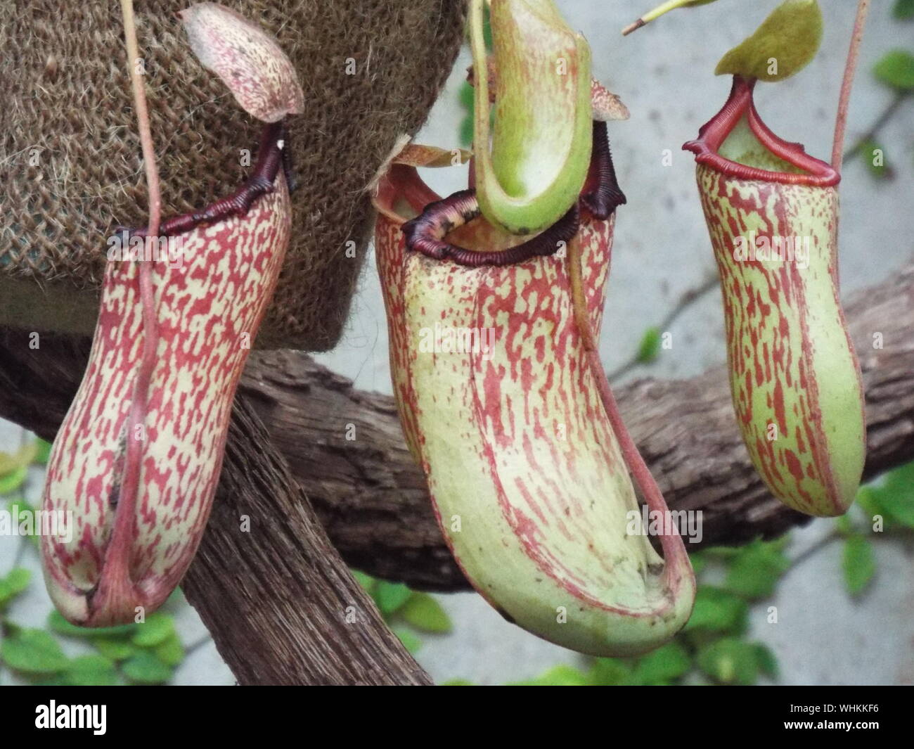 Fanged pitcher hi-res stock photography and images - Alamy
