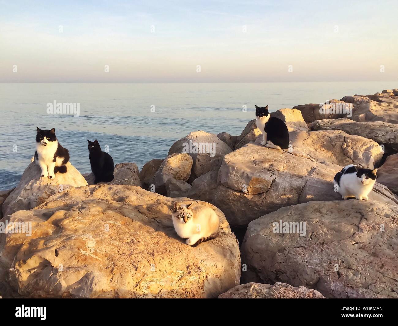 Cats in the sea hi-res stock photography and images - Alamy