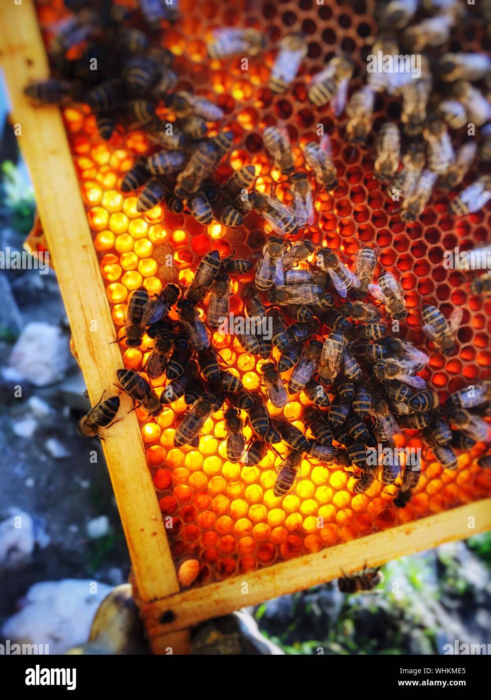 Honeycomb frame hi-res stock photography and images - Alamy