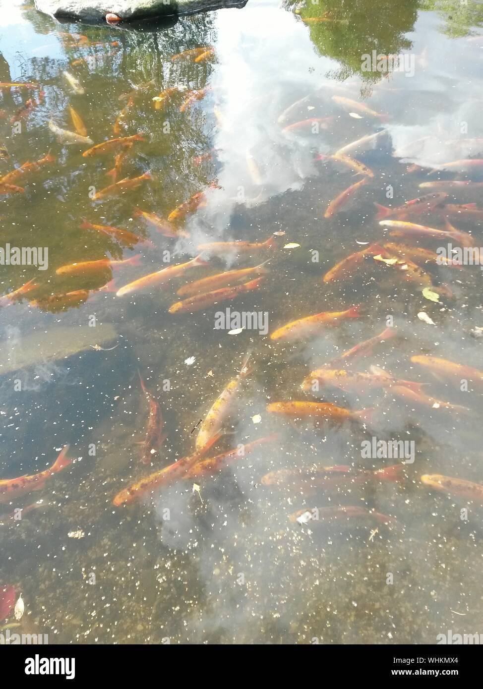 Pond in water hi-res stock photography and images - Alamy