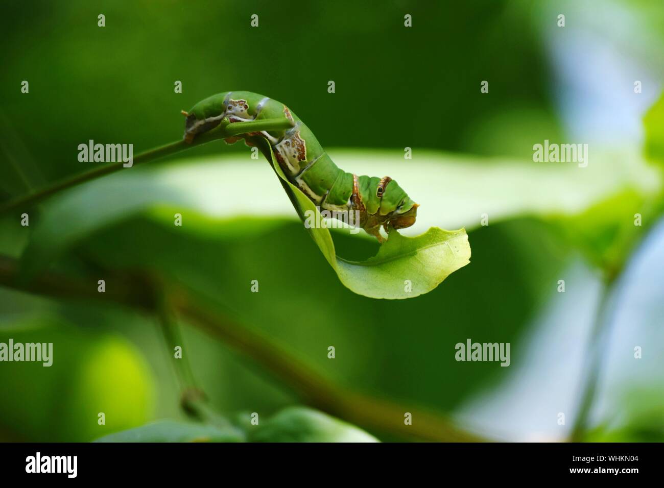 Caterpillar eating hi-res stock photography and images - Alamy