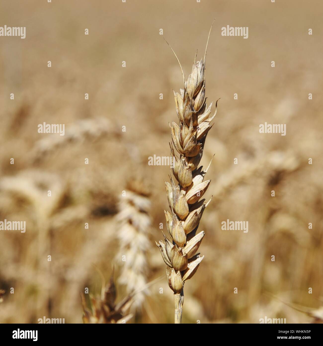 Wheat growing in poland hi-res stock photography and images - Alamy