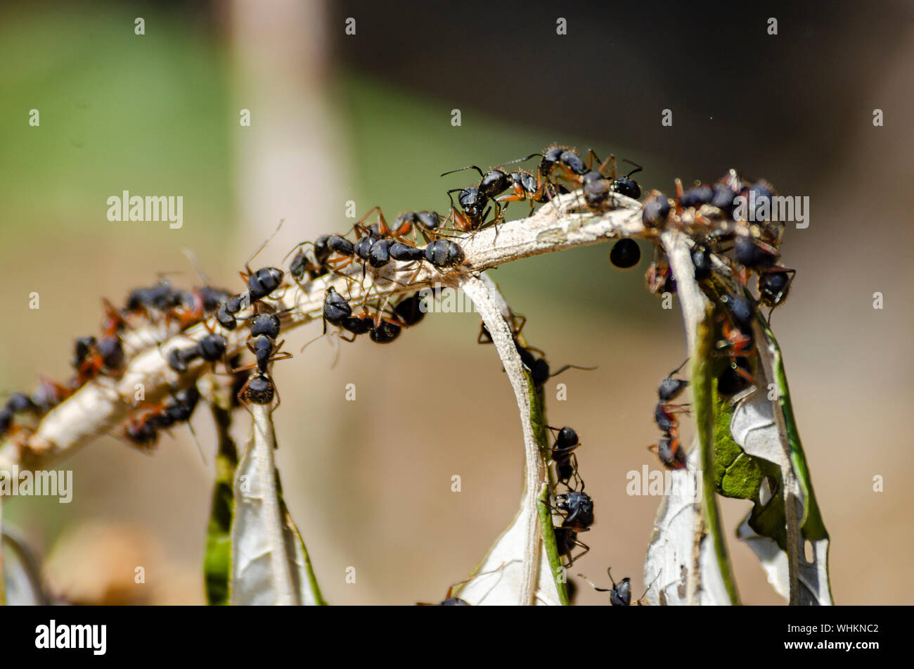 South american army ants hi-res stock photography and images - Alamy