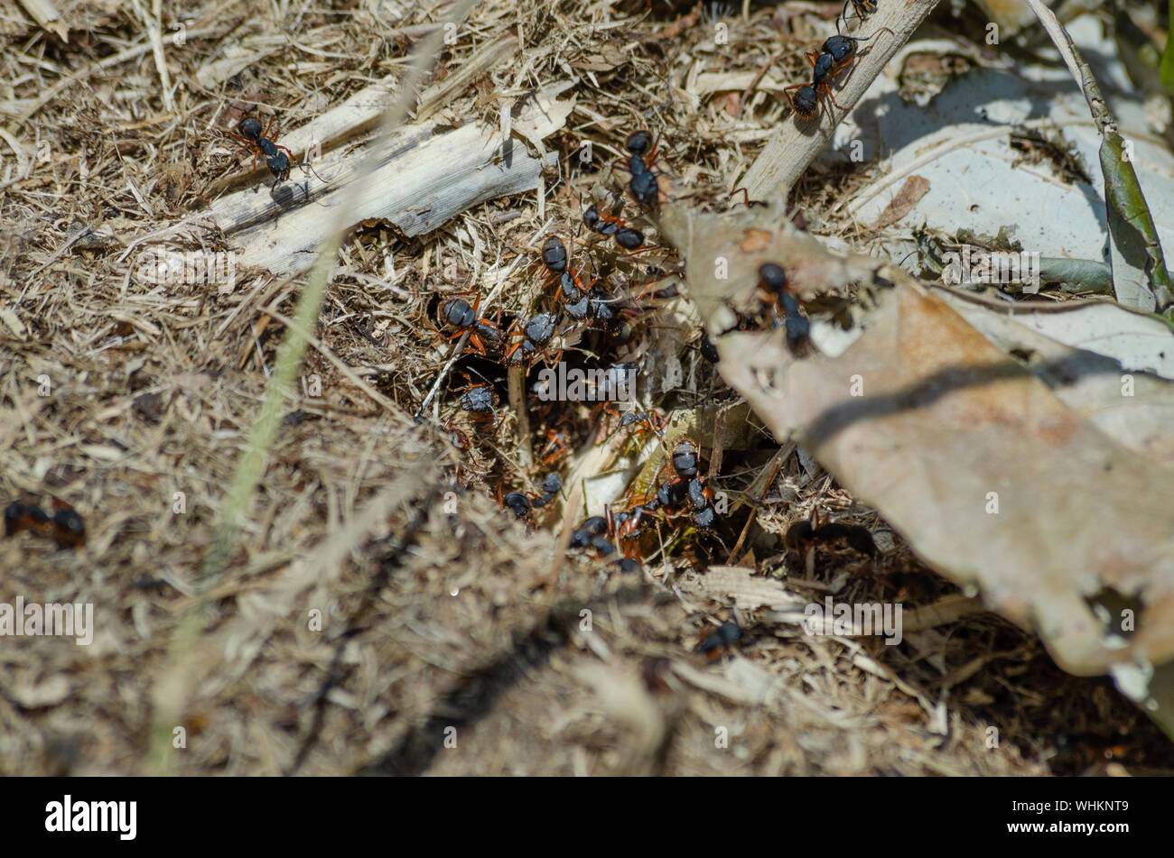 A group of camponotus rufipes, a common type of south american ants ...
