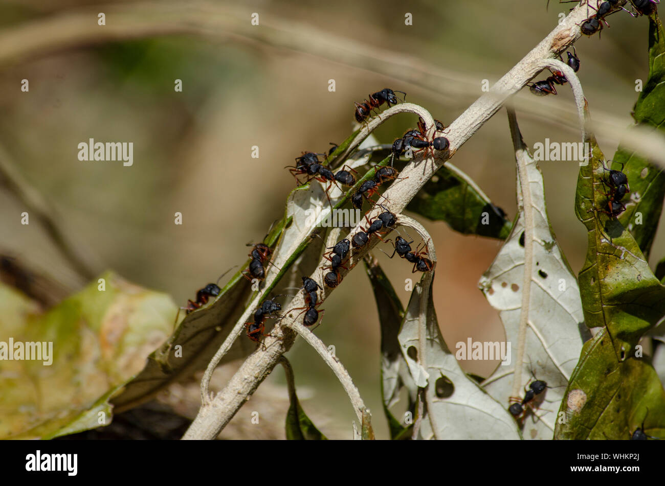 A group of camponotus rufipes, a common type of south american ants ...