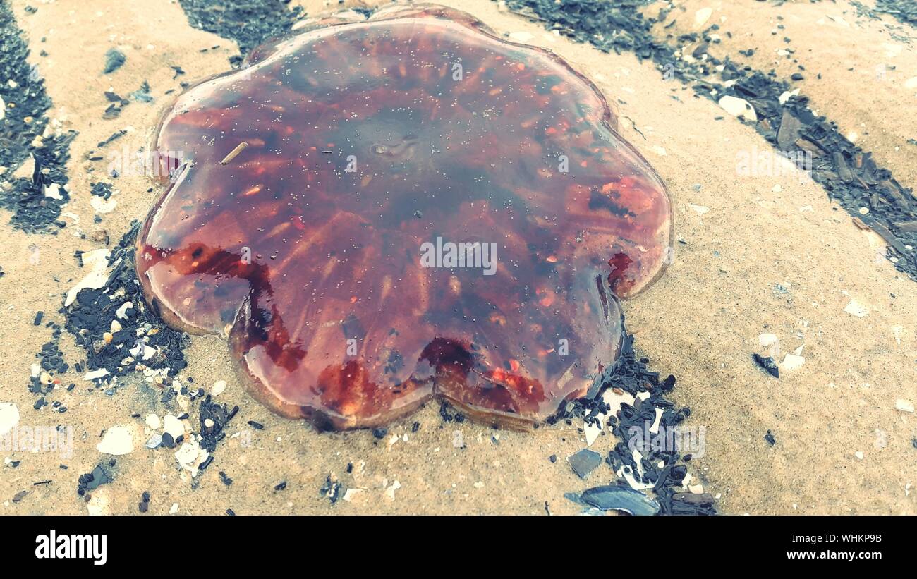 Dead Angel High Resolution Stock Photography and Images - Alamy