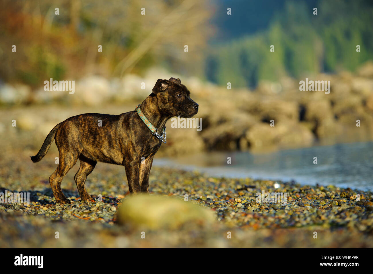 Side view bull terrier standing hi-res stock photography and images - Alamy