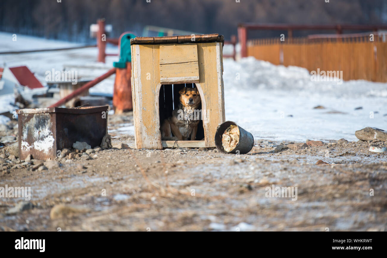 Wooden Dog Kennel High Resolution Stock Photography and Images - Alamy